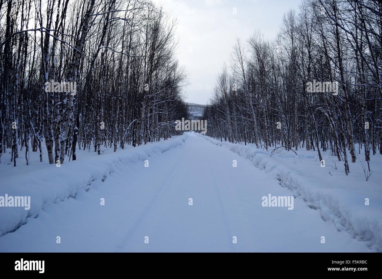snowy forest road in winter Stock Photo - Alamy