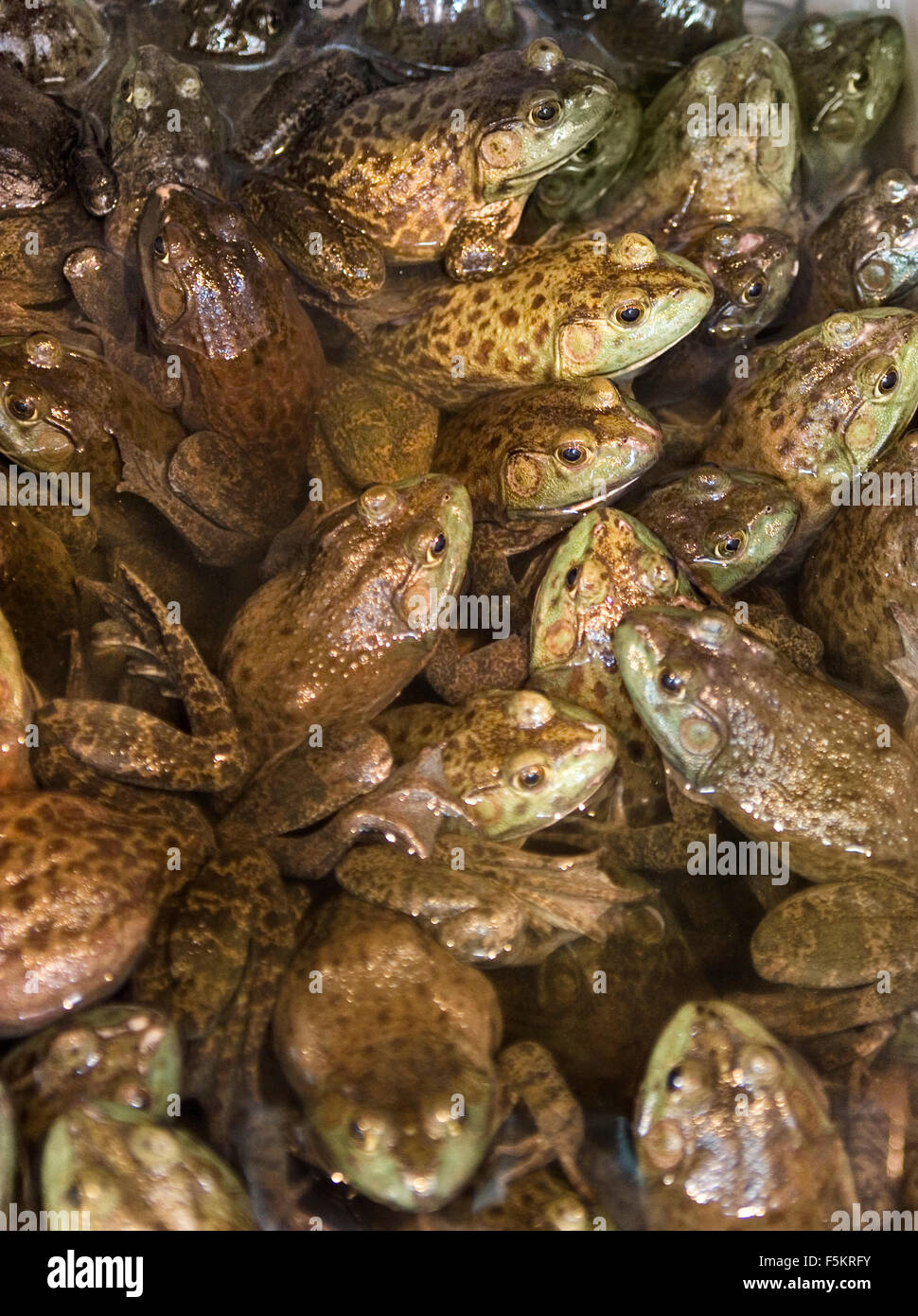 Large Frogs Stock Photos & Large Frogs Stock Images - Alamy