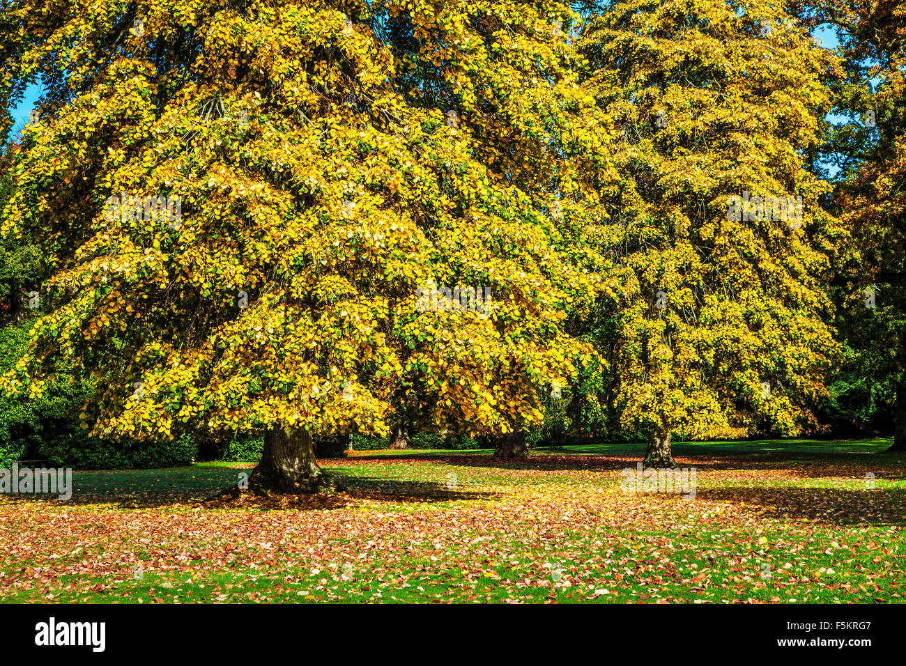 Large autumn trees in the parkland on the Bowood Estate in Wiltshire ...