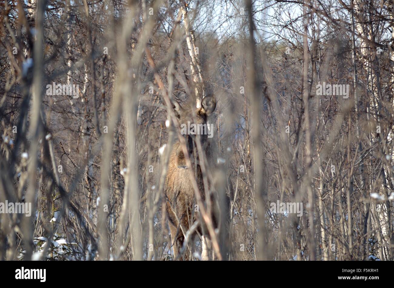 Staring moose hi-res stock photography and images - Alamy
