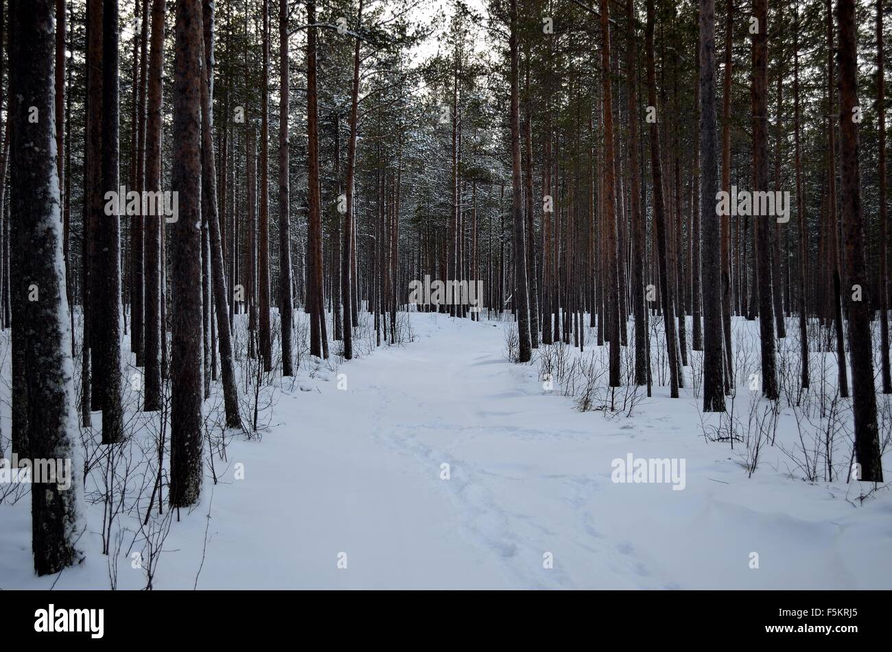 snowy forest road in winter Stock Photo - Alamy