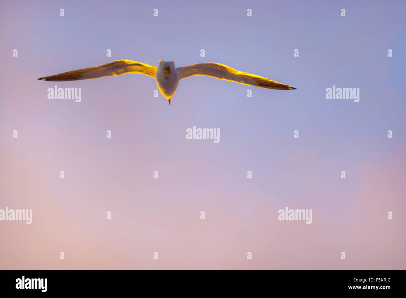 Bird flying close up hi-res stock photography and images - Alamy