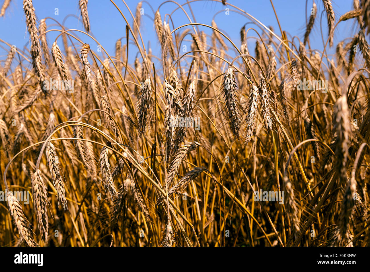 mature rye . harvest Stock Photo - Alamy