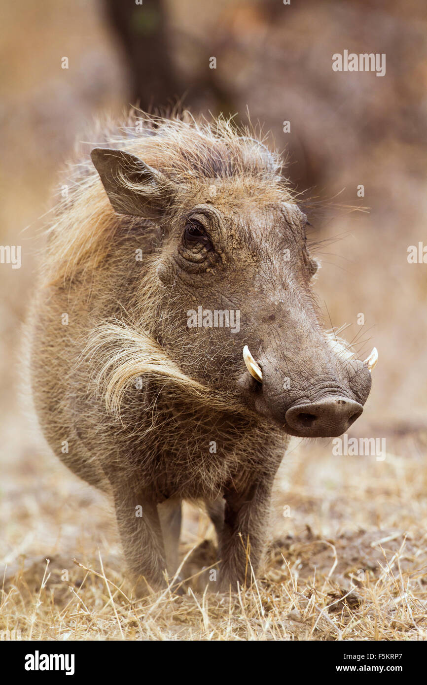 Family suidae hi-res stock photography and images - Alamy