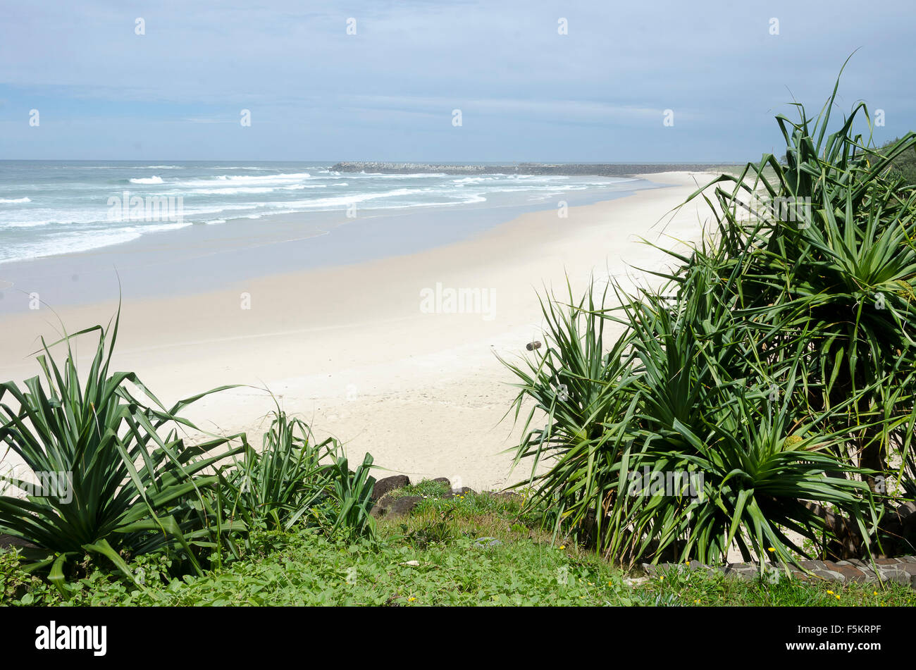 Pandanus tree beach hi-res stock photography and images - Alamy