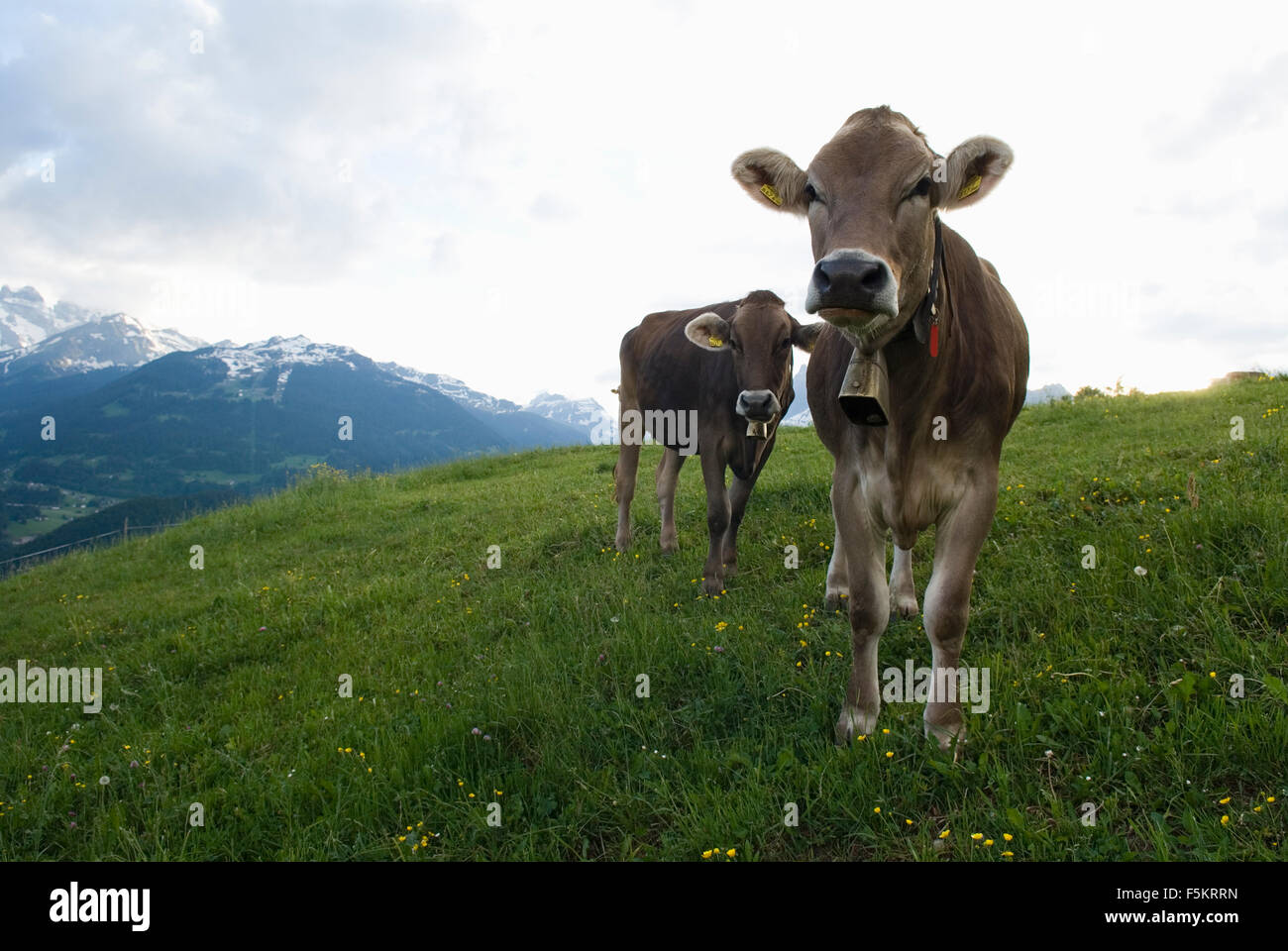 Two Cows Landscapes High Resolution Stock Photography and Images - Alamy