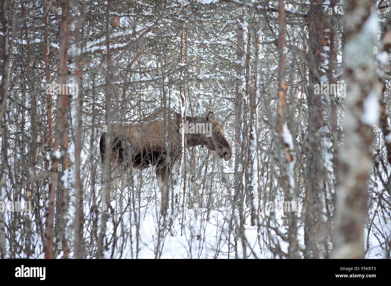 beautiful female moose feeding in thick cold winter forest in the ...