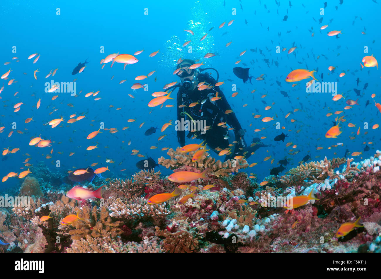 Sports female fish underwater marine hi-res stock photography and ...
