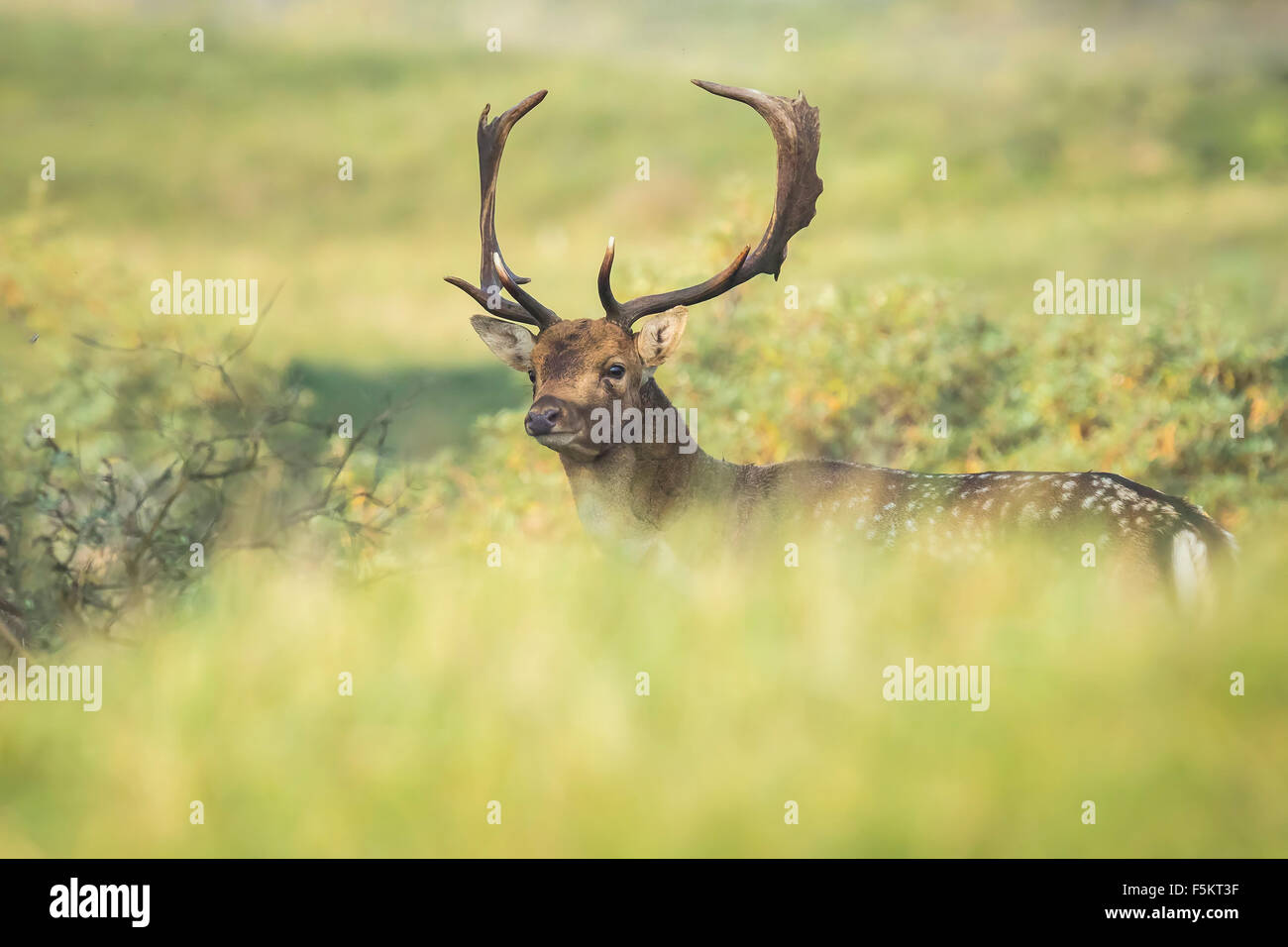 Fallow deer (Dama Dama) male during rutting season. The Autumn sunlight ...