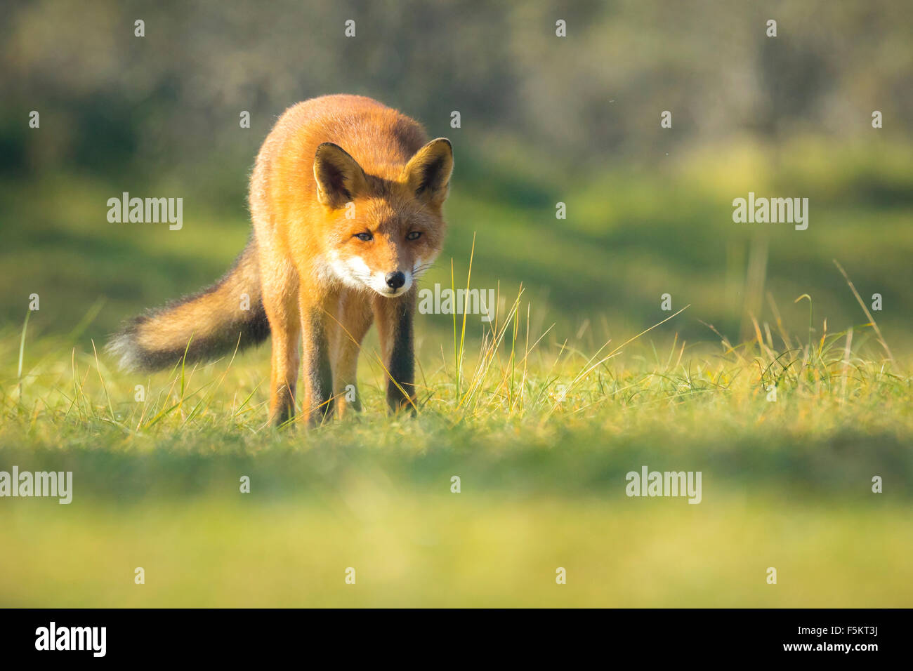 Wild young red fox (vulpes vulpes) vixen scavenging. The sun light and the colors of Autumn or ...