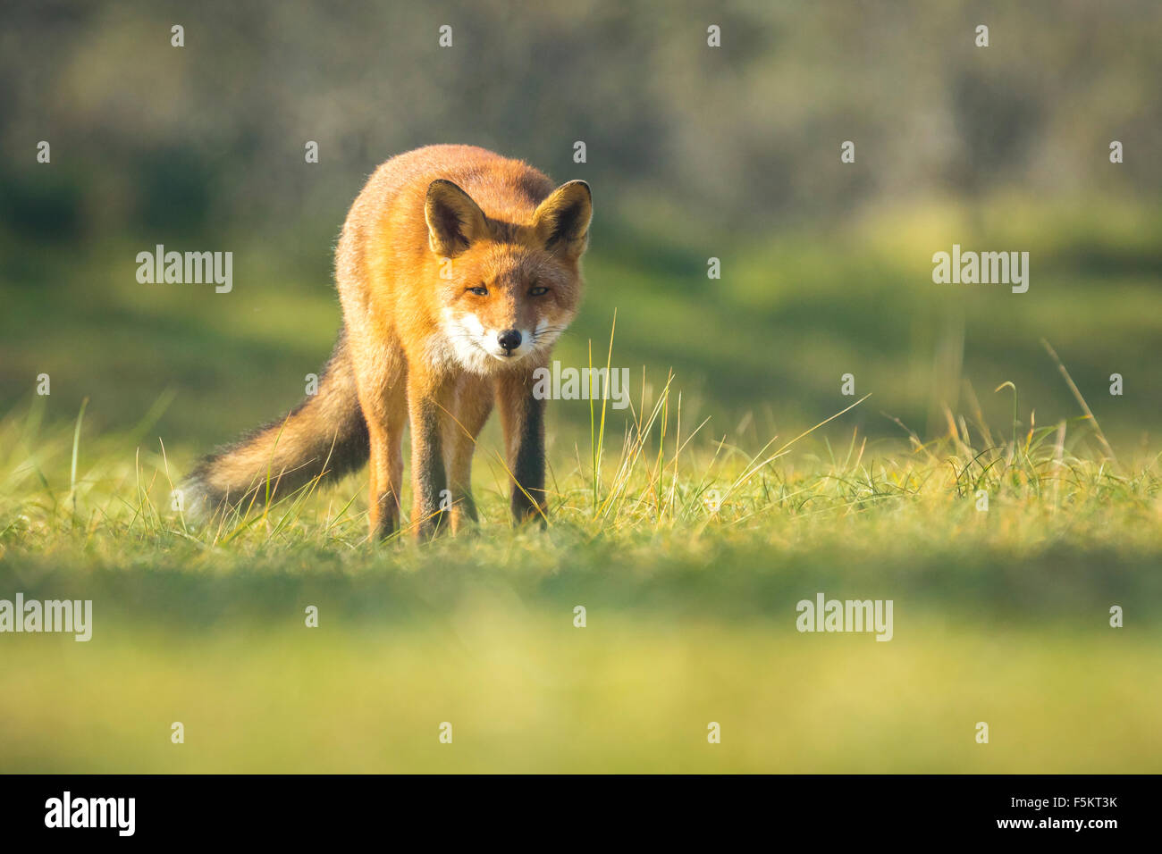 Wild young red fox (vulpes vulpes) vixen scavenging. The sun light and ...