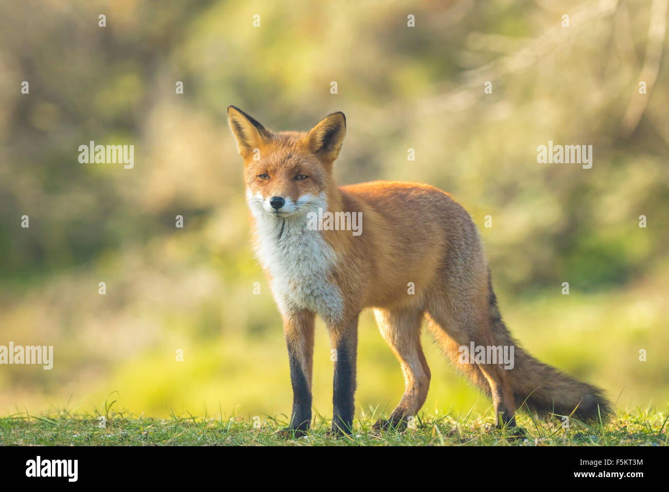 Wild young red fox (vulpes vulpes) vixen scavenging. The sun light and ...