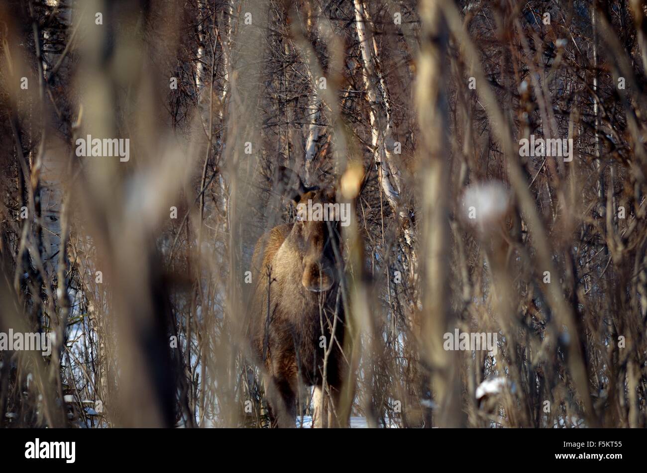 curious and calm female moose staring hard at photographer from the ...