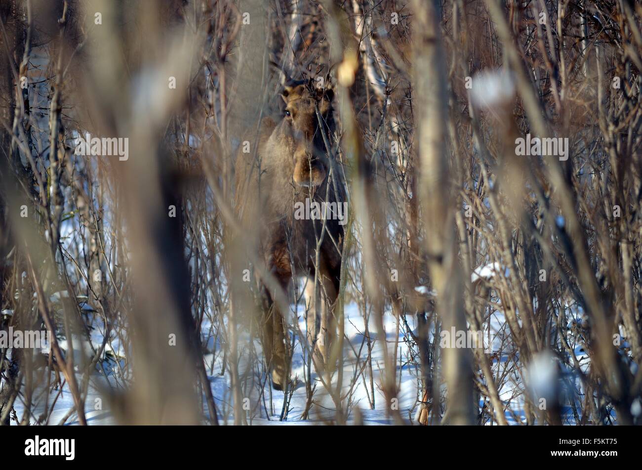 curious and calm female moose staring hard at photographer from the ...