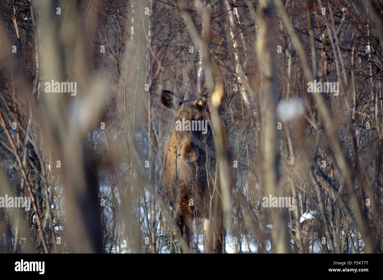 curious and calm female moose staring hard at photographer from the ...