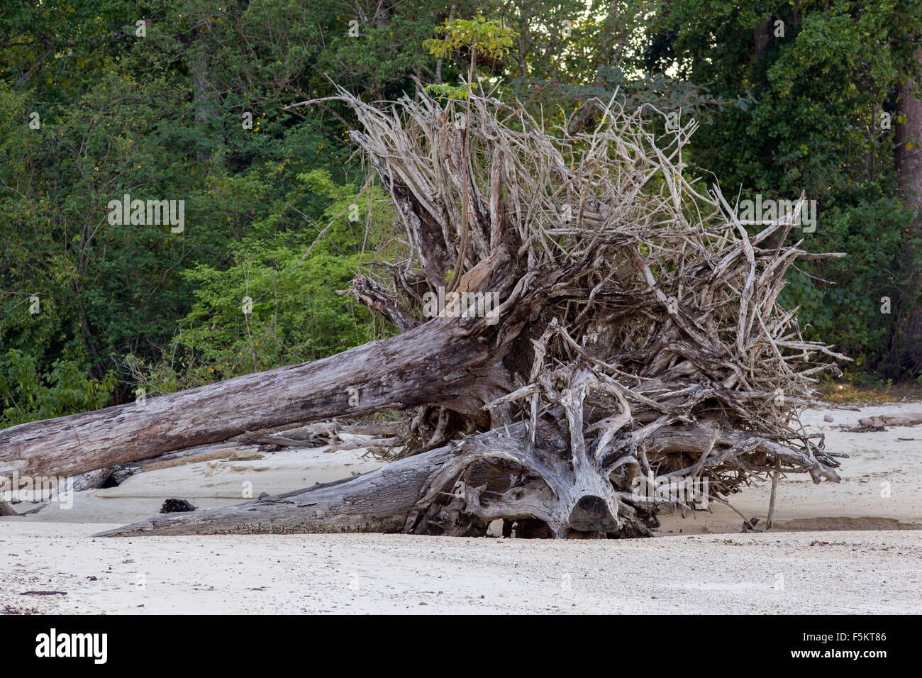 There are still uprooted tree as a result of the 2004 Tsunami lying on ...