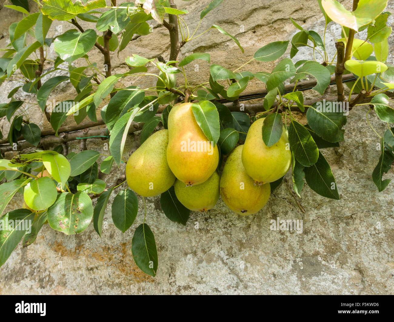 Espalier trained pear tree with pears against old stone wall, Grantham ...