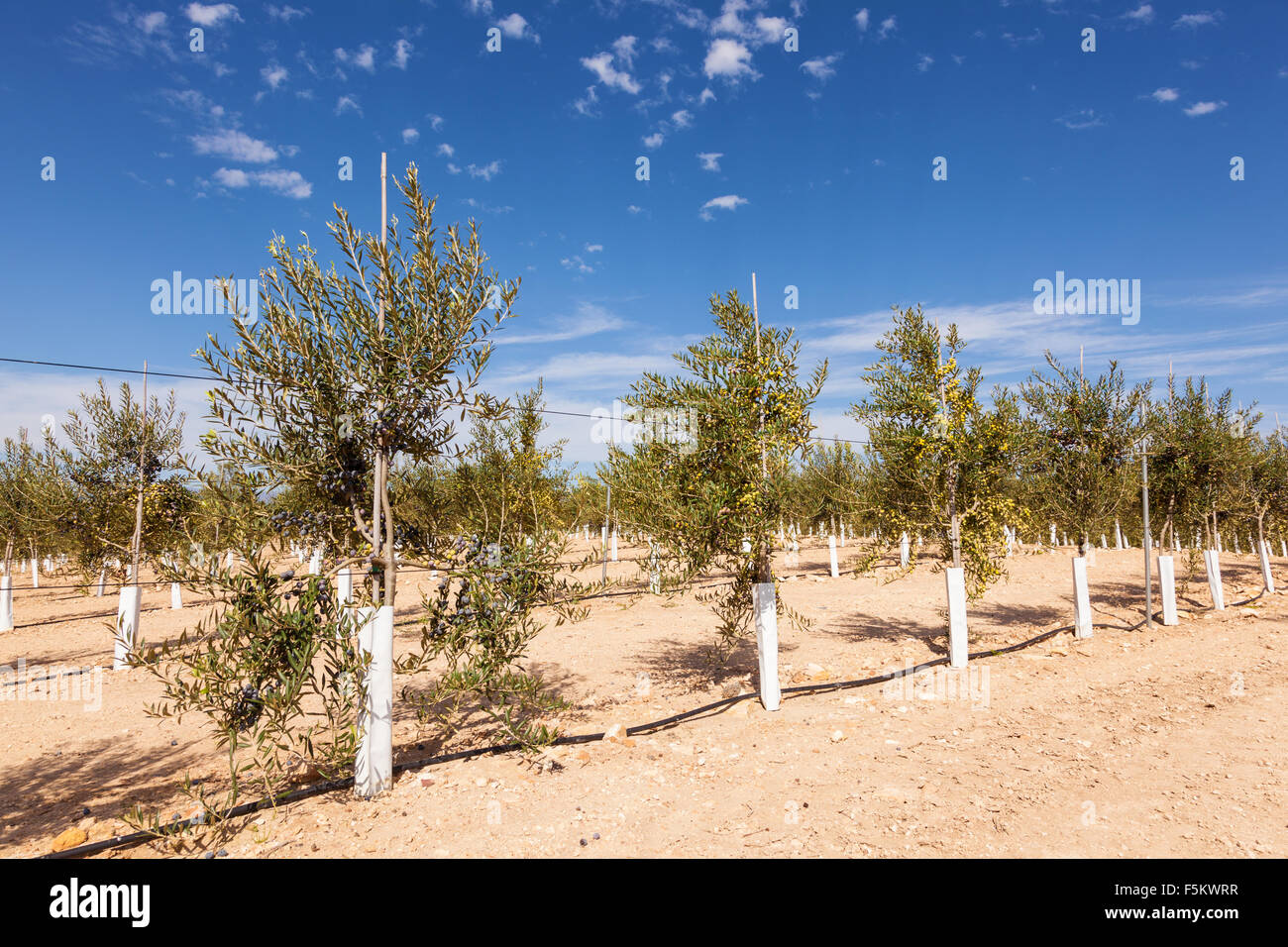 Young olive trees plantation in Spain Stock Photo - Alamy