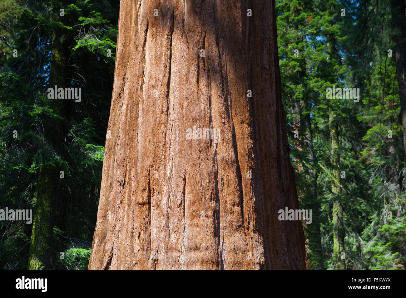 Giant Sequoia redwood trees in Sequoia national park, Sierra Nevada ...