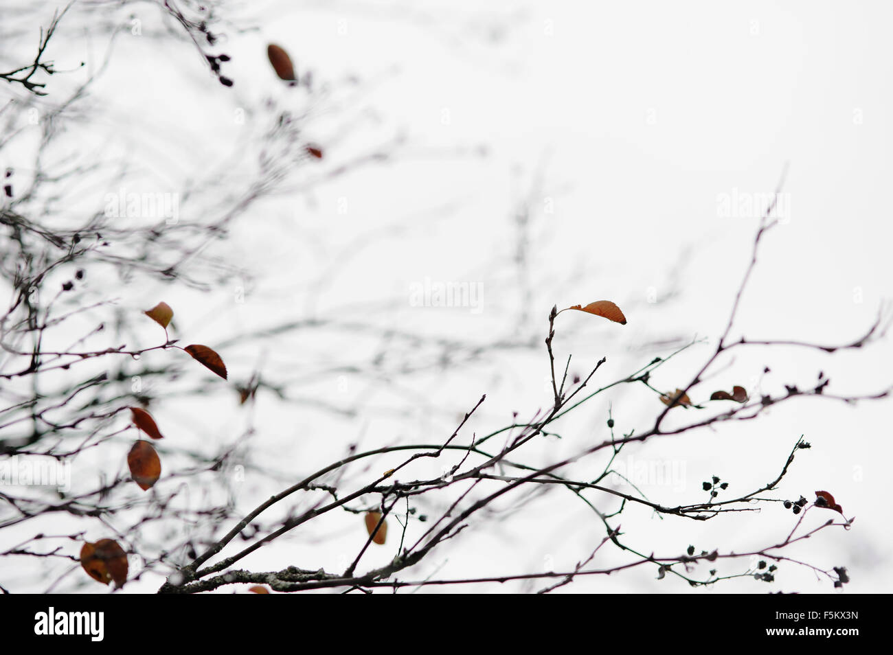 empty tree branches in late autumn Stock Photo - Alamy