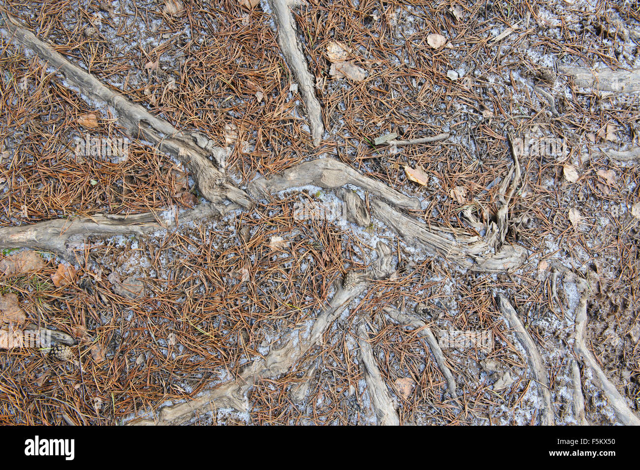 Forest ground with the root of old tree Stock Photo - Alamy