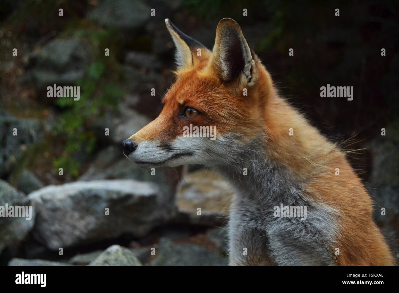 Red Fox Ears Flattened High Resolution Stock Photography and Images - Alamy