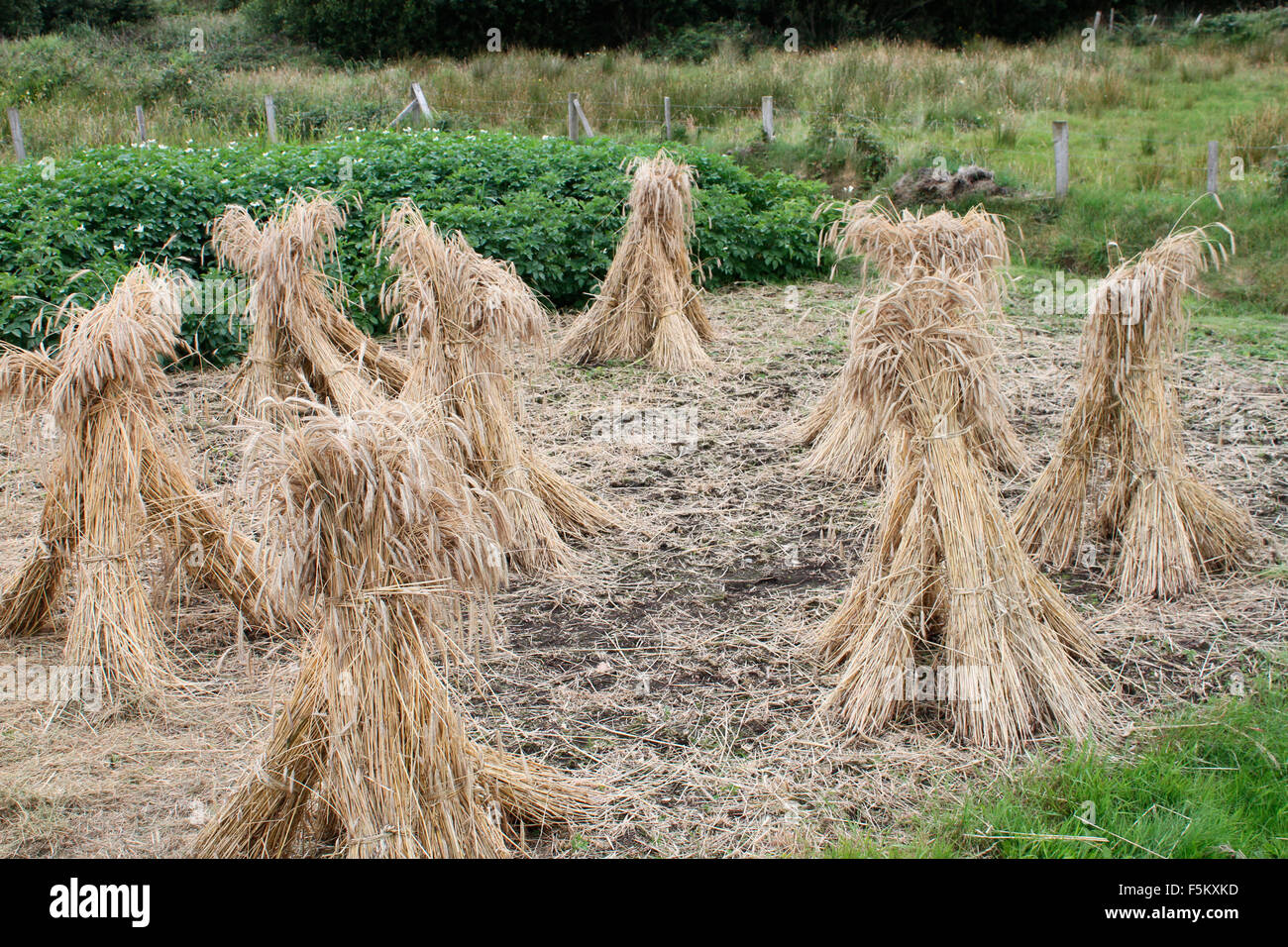 Hay stooks hi-res stock photography and images - Alamy