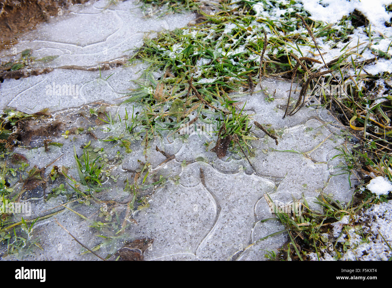 Frozen thin crust of ice on the ground Stock Photo - Alamy