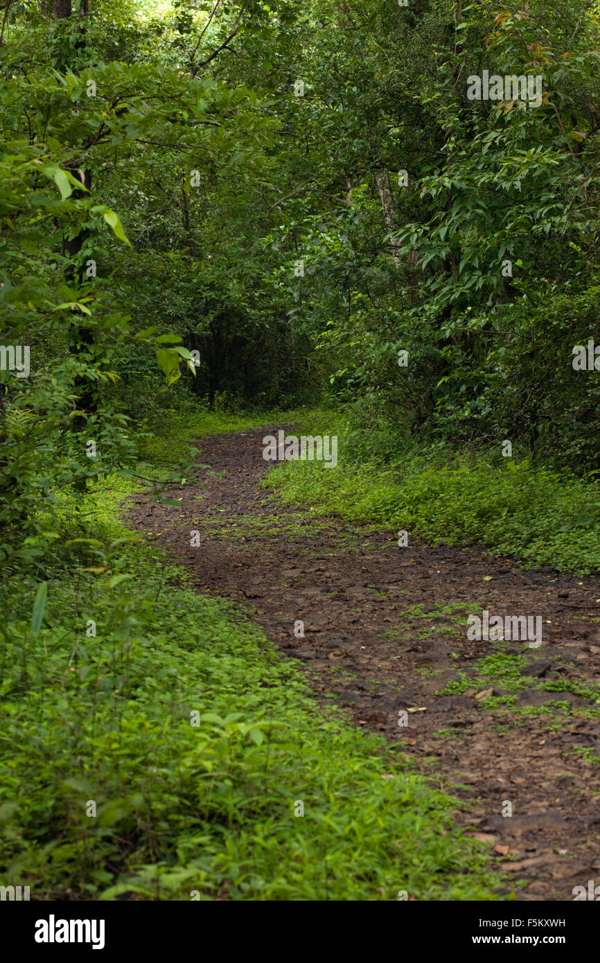 Unpaved forest track, raigad, maharashtra, india, asia Stock Photo - Alamy
