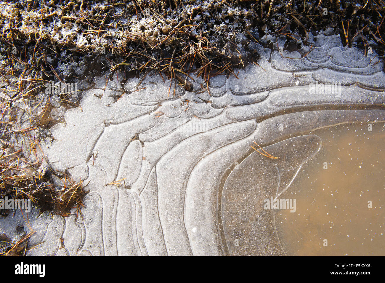 Frozen thin crust of ice on the ground Stock Photo - Alamy