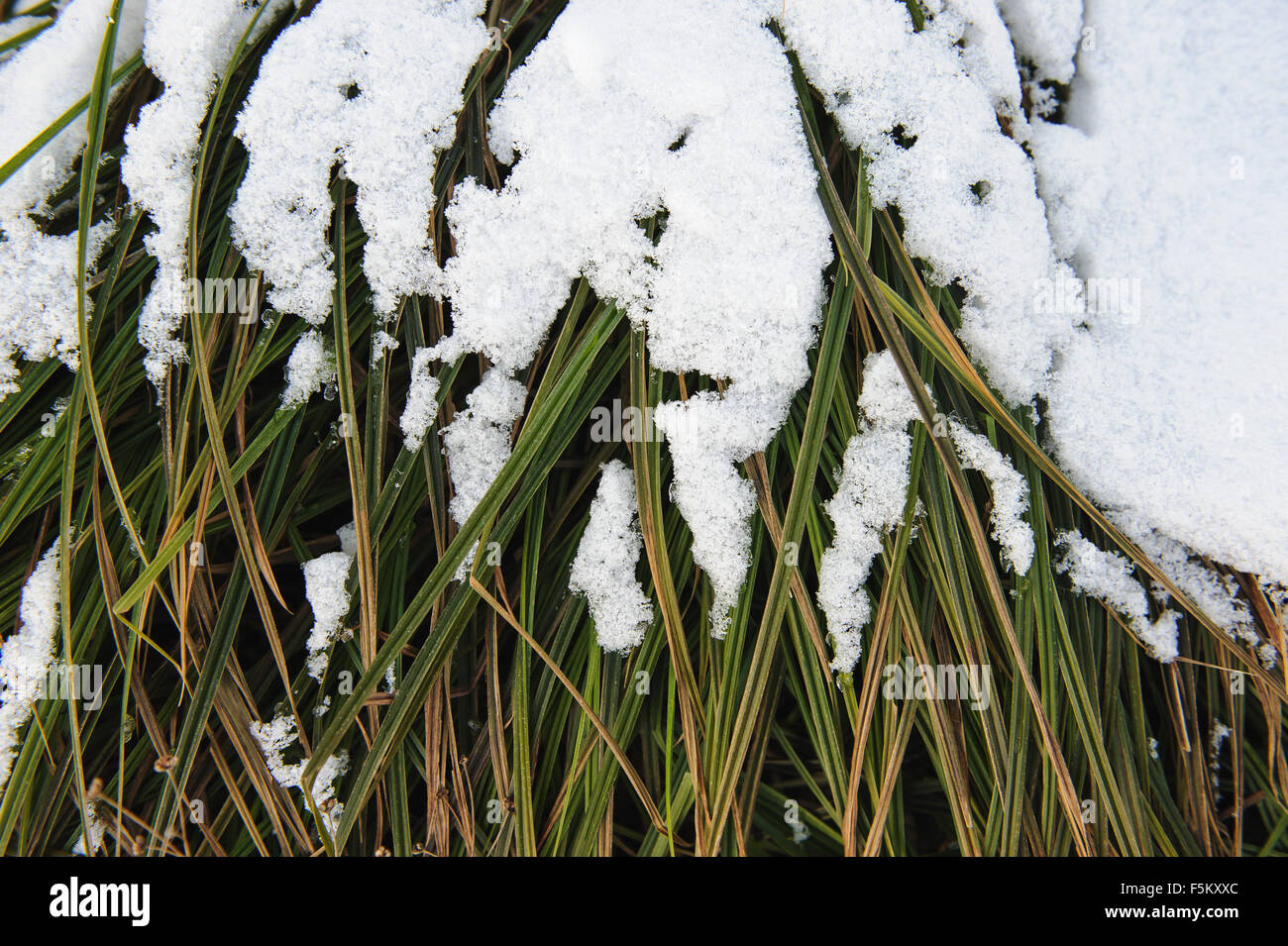 Grass under the first snow Stock Photo - Alamy