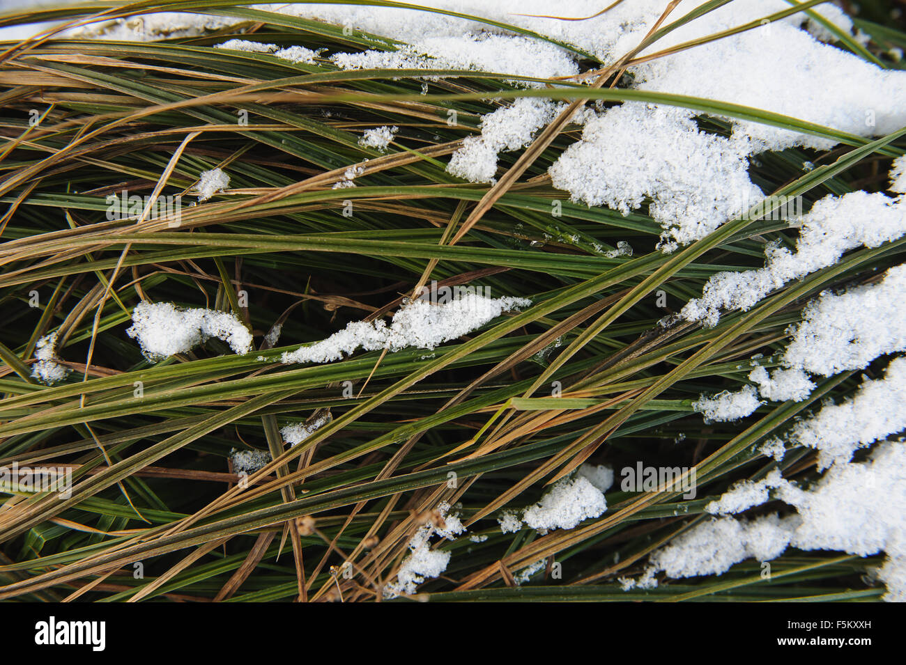 Snow melt plant hi-res stock photography and images - Alamy