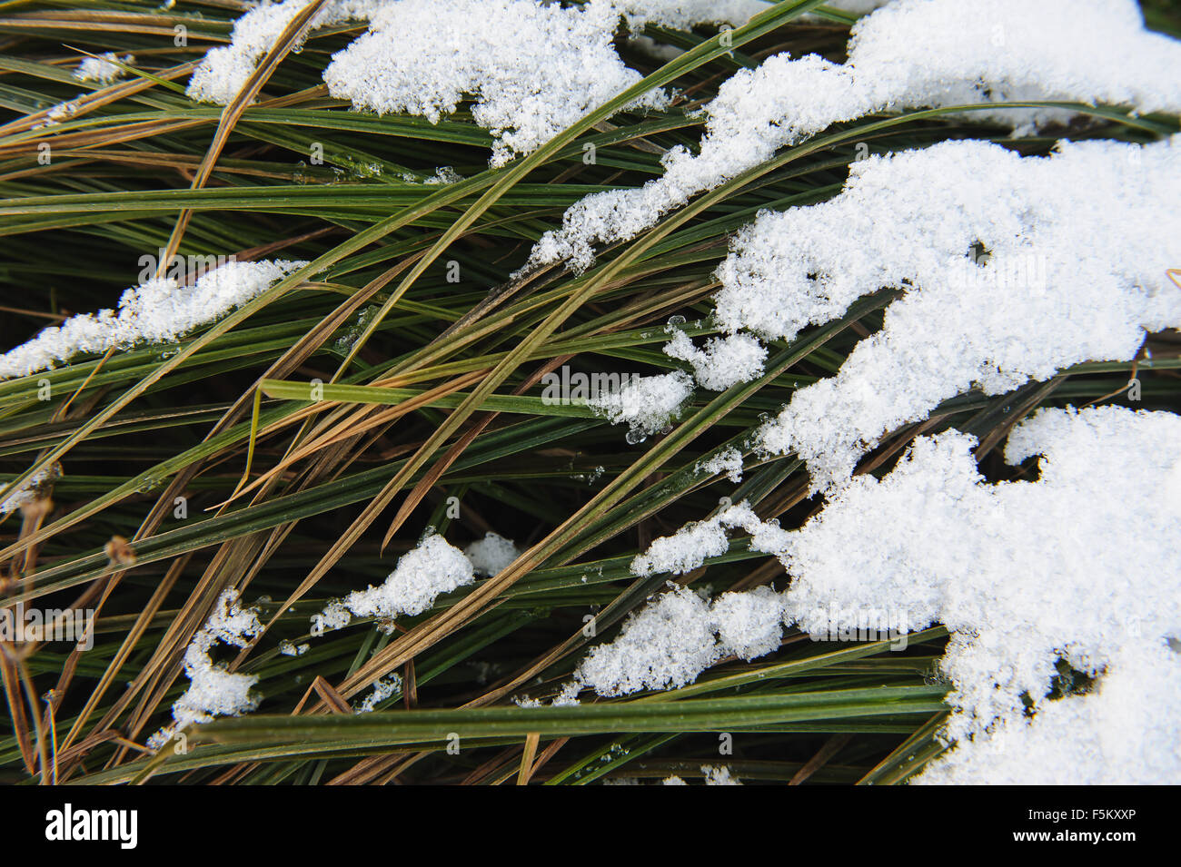 Grass under the first snow Stock Photo - Alamy