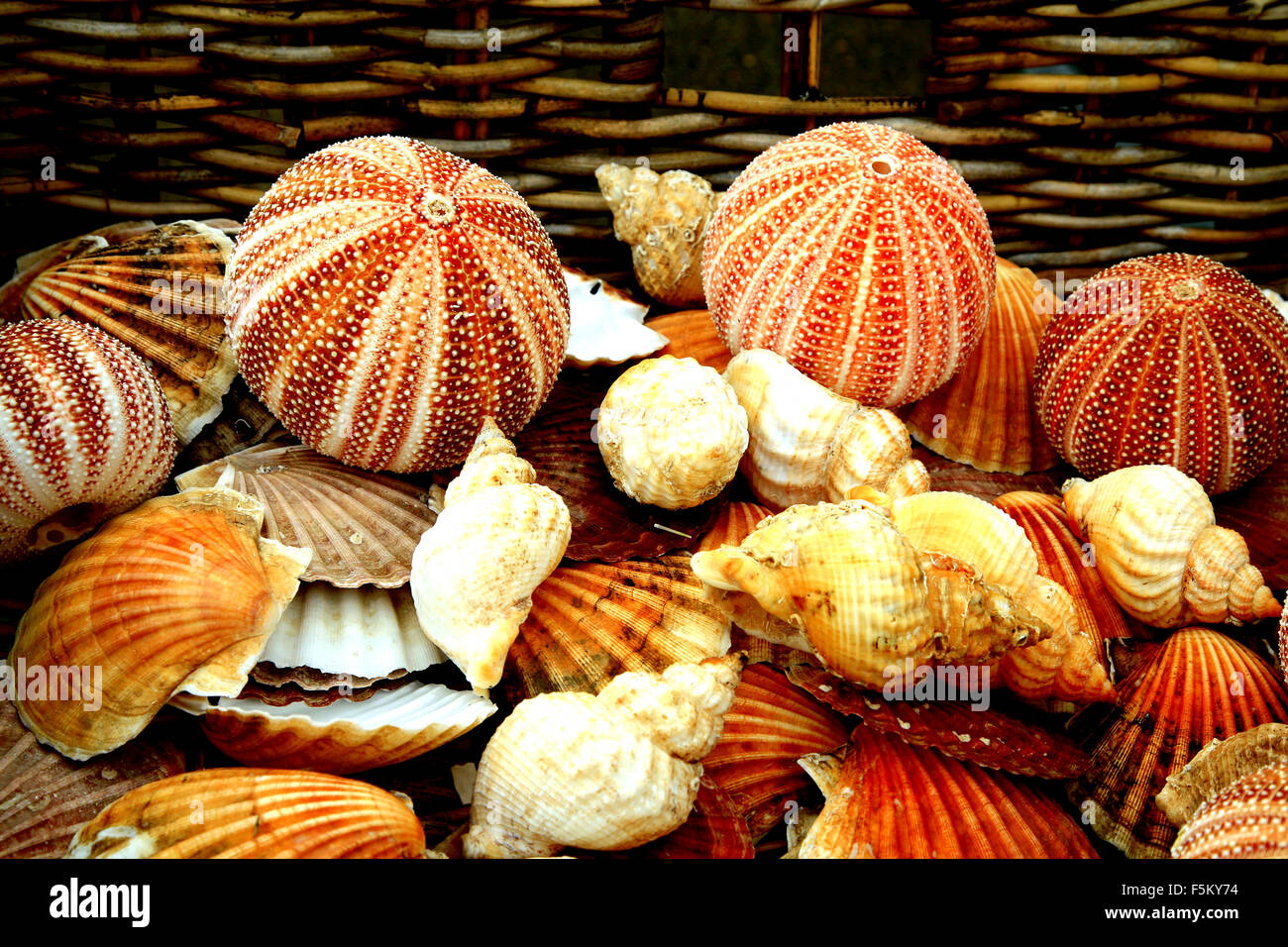 A basket of sea shells and urchins for sale on the docks at Charlestown ...