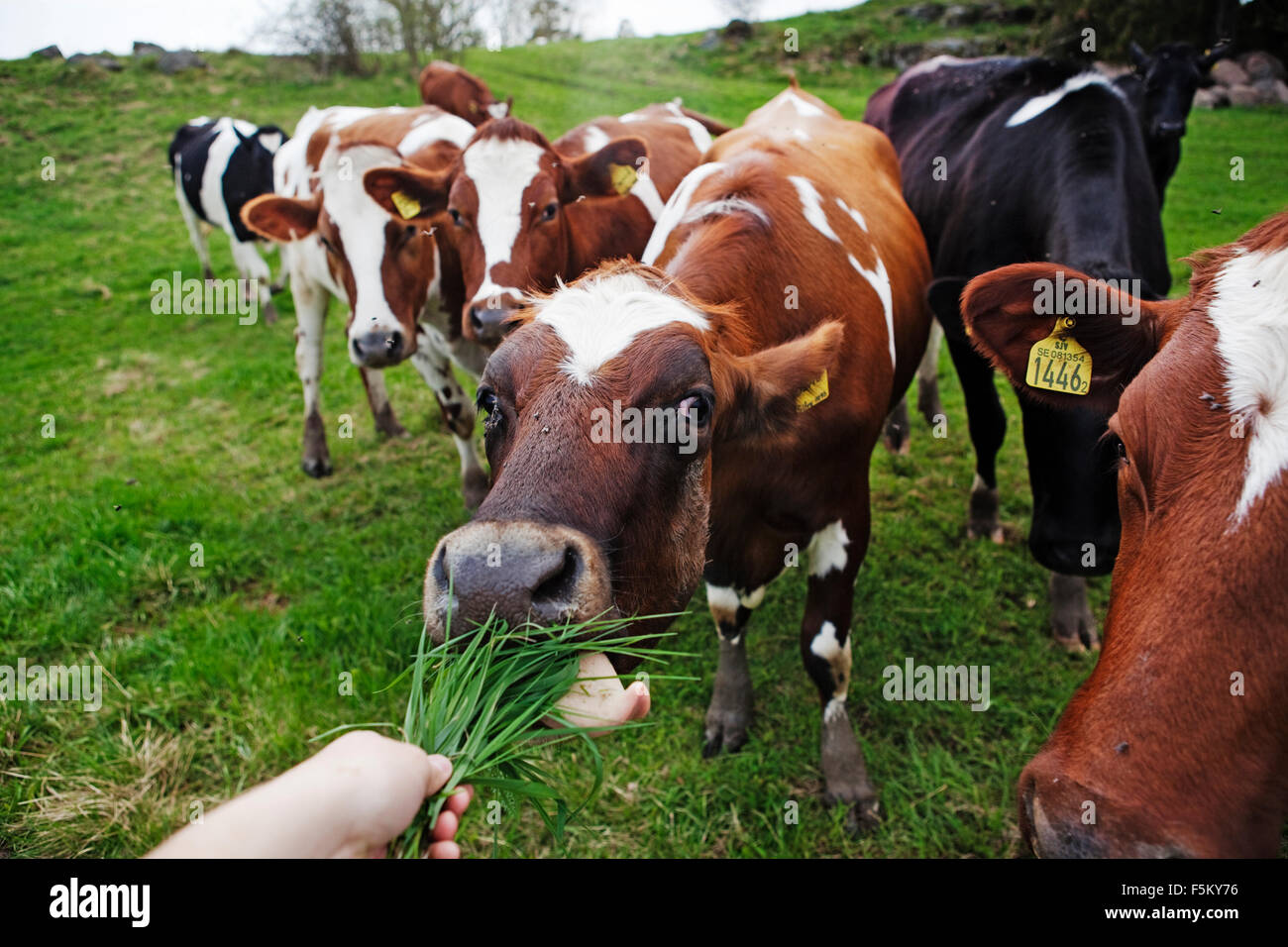 Cow eating grass hi-res stock photography and images - Alamy