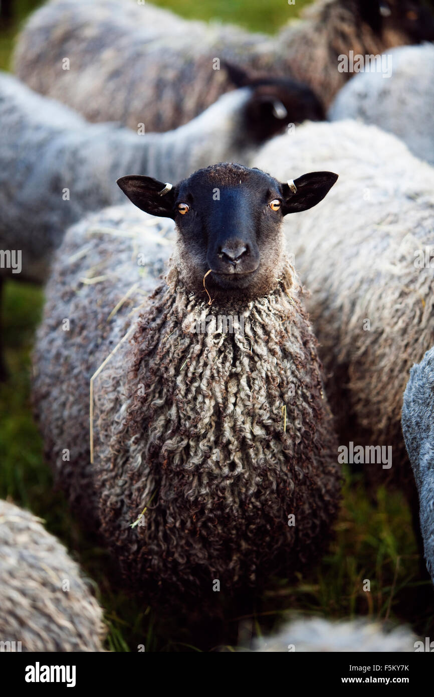 Sheep looking to camera hi-res stock photography and images - Alamy