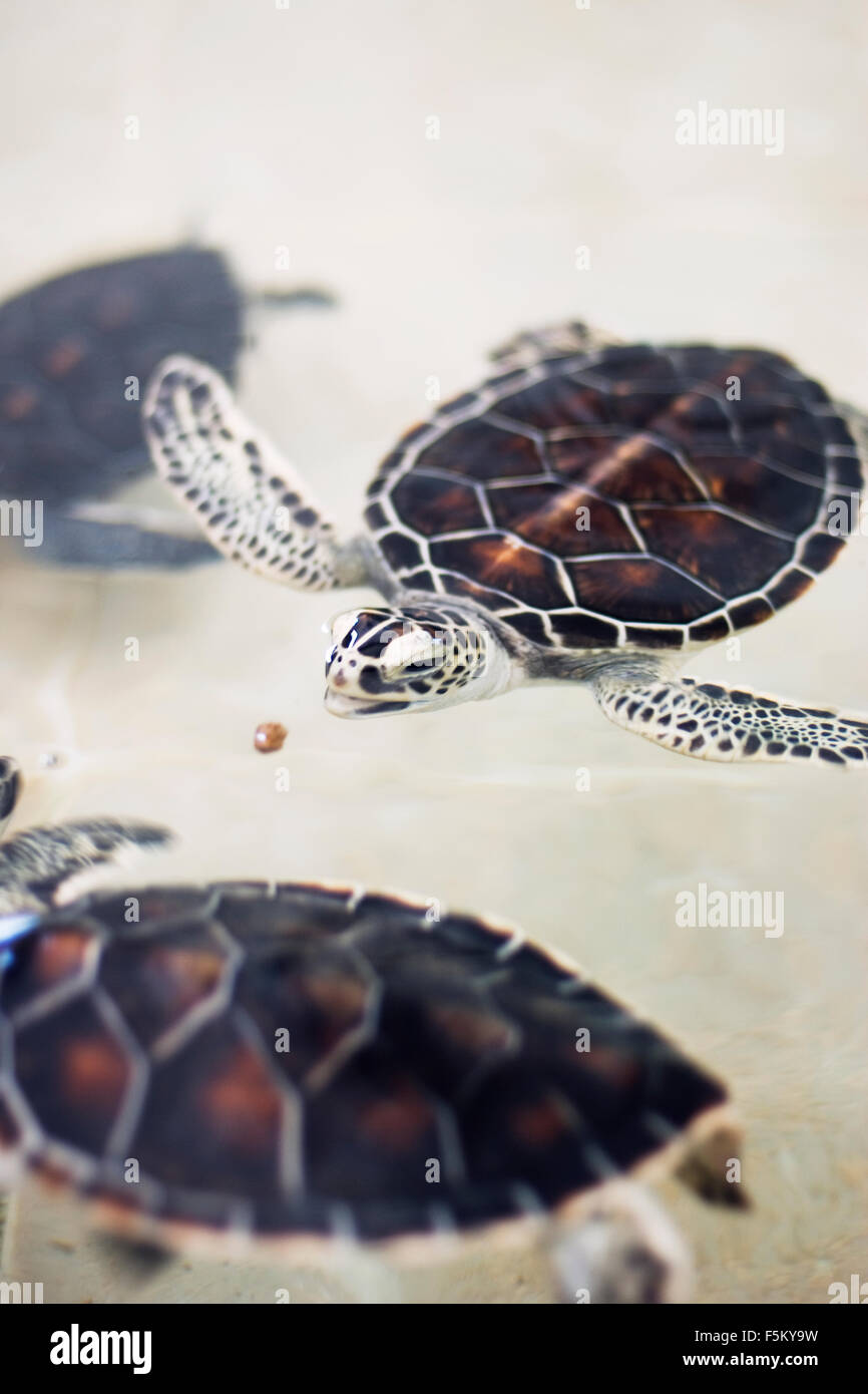 Turtle mexico hi-res stock photography and images - Alamy
