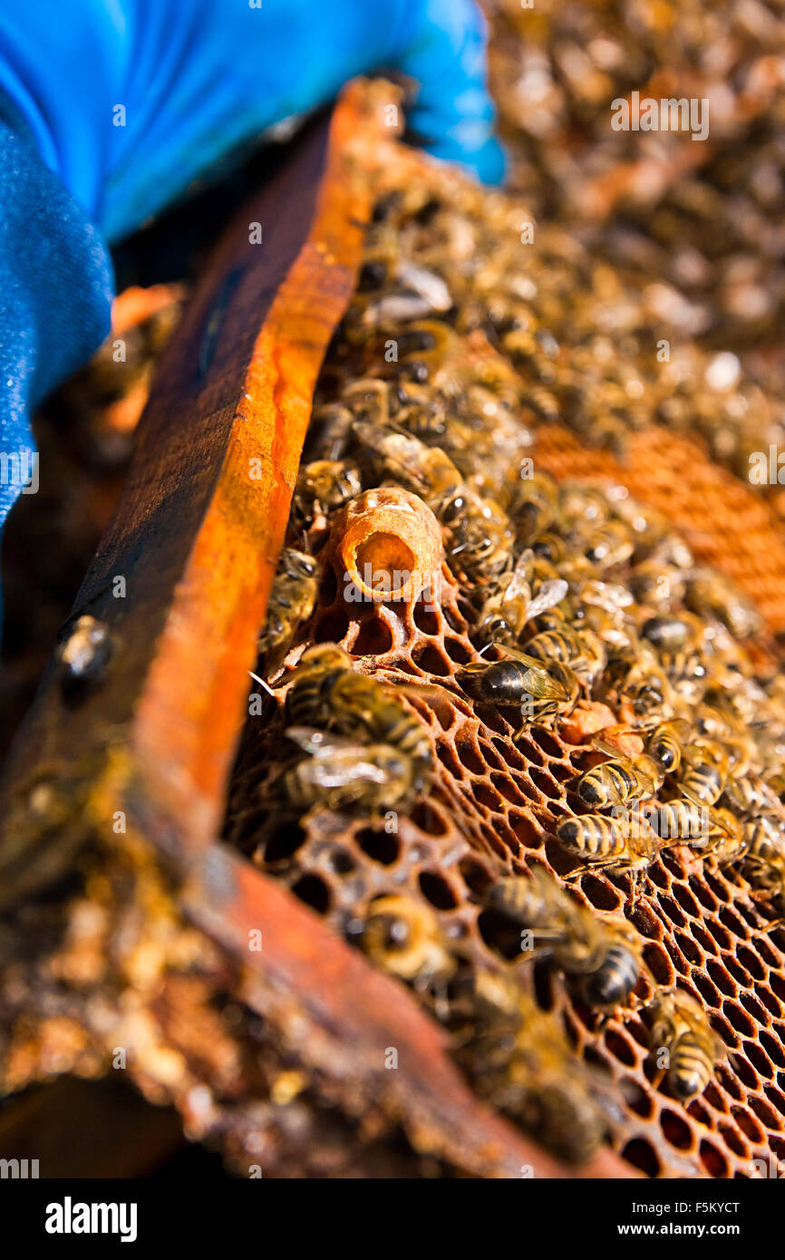Close up view of the comb with young bee queen. Busy bees, close up ...