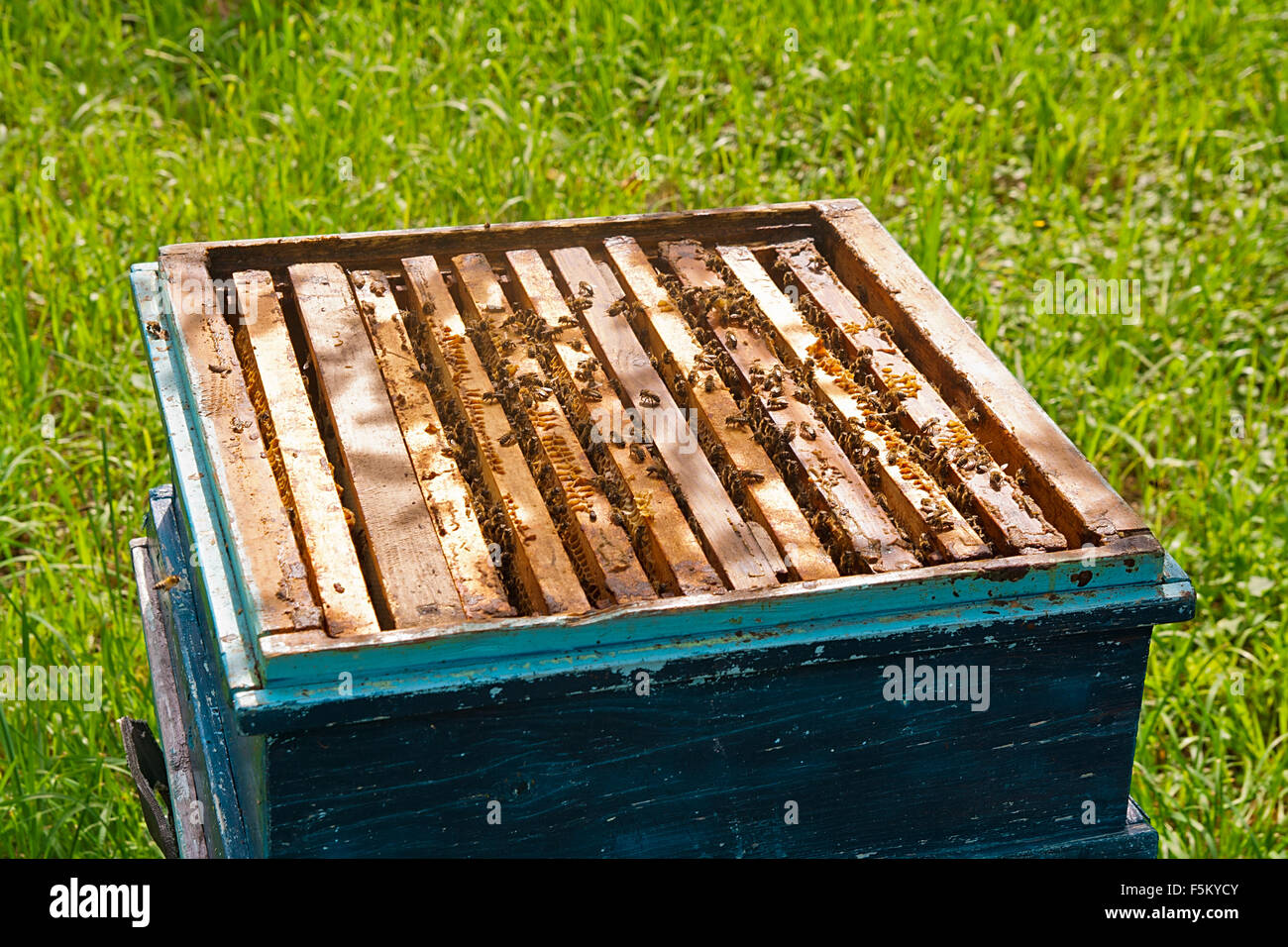 Opened beehive on the apiary. View of the opened beehive showing the ...