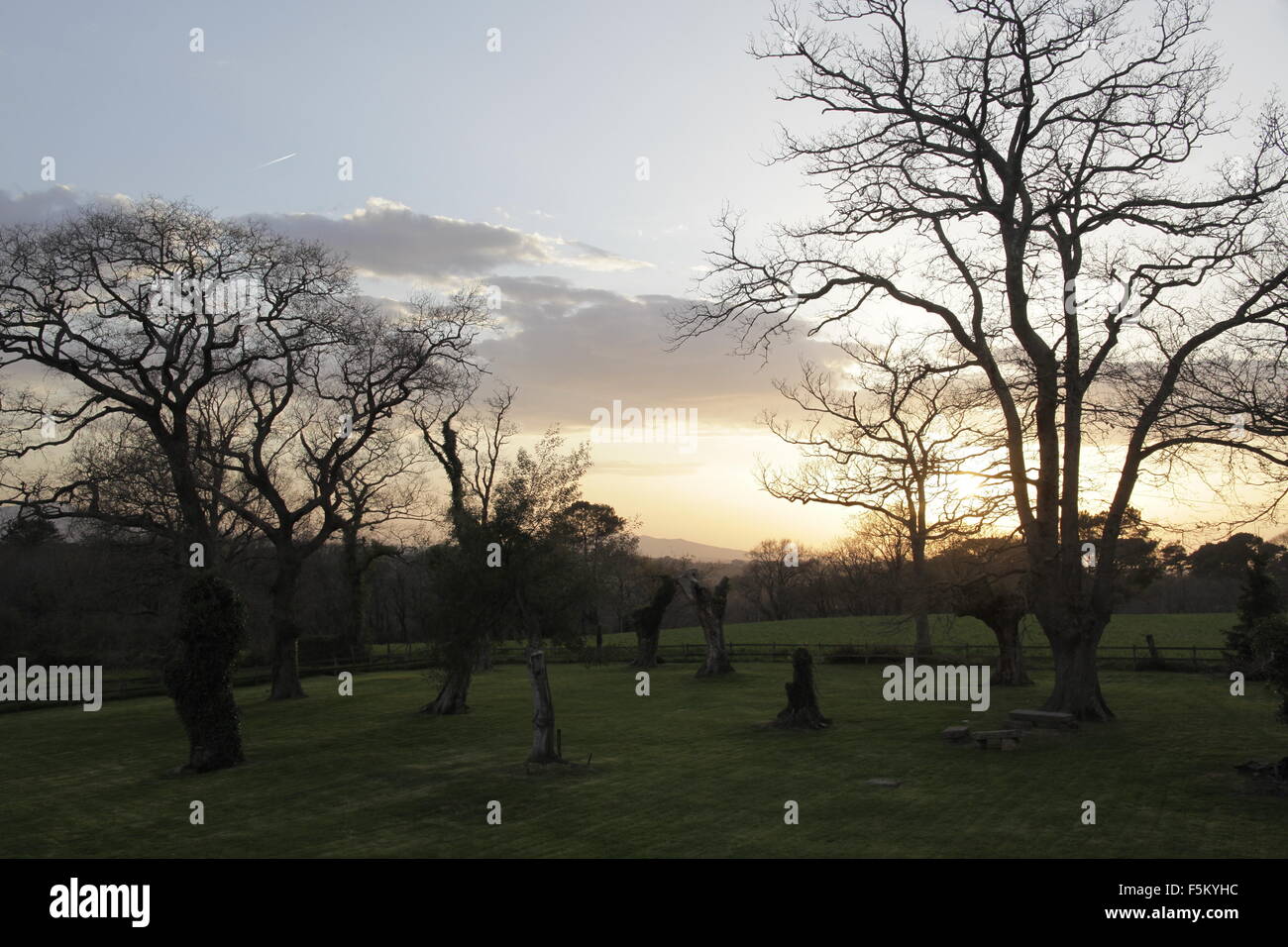 Trees in a field at sunset. French basque country Stock Photo - Alamy