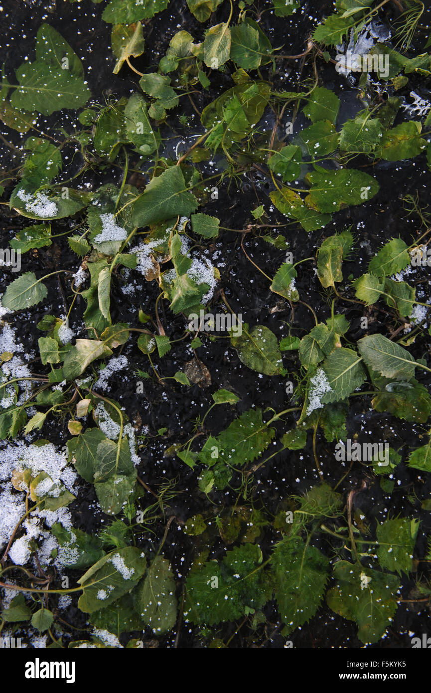 Plants in frozen thin crust of ice Stock Photo - Alamy