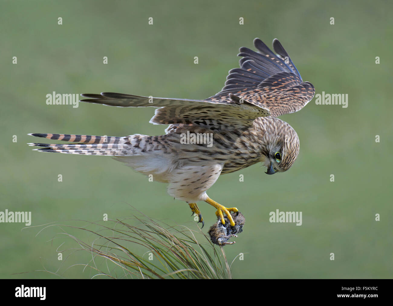 Side view of wild flying Kestrel with a vole in its claw Stock Photo ...