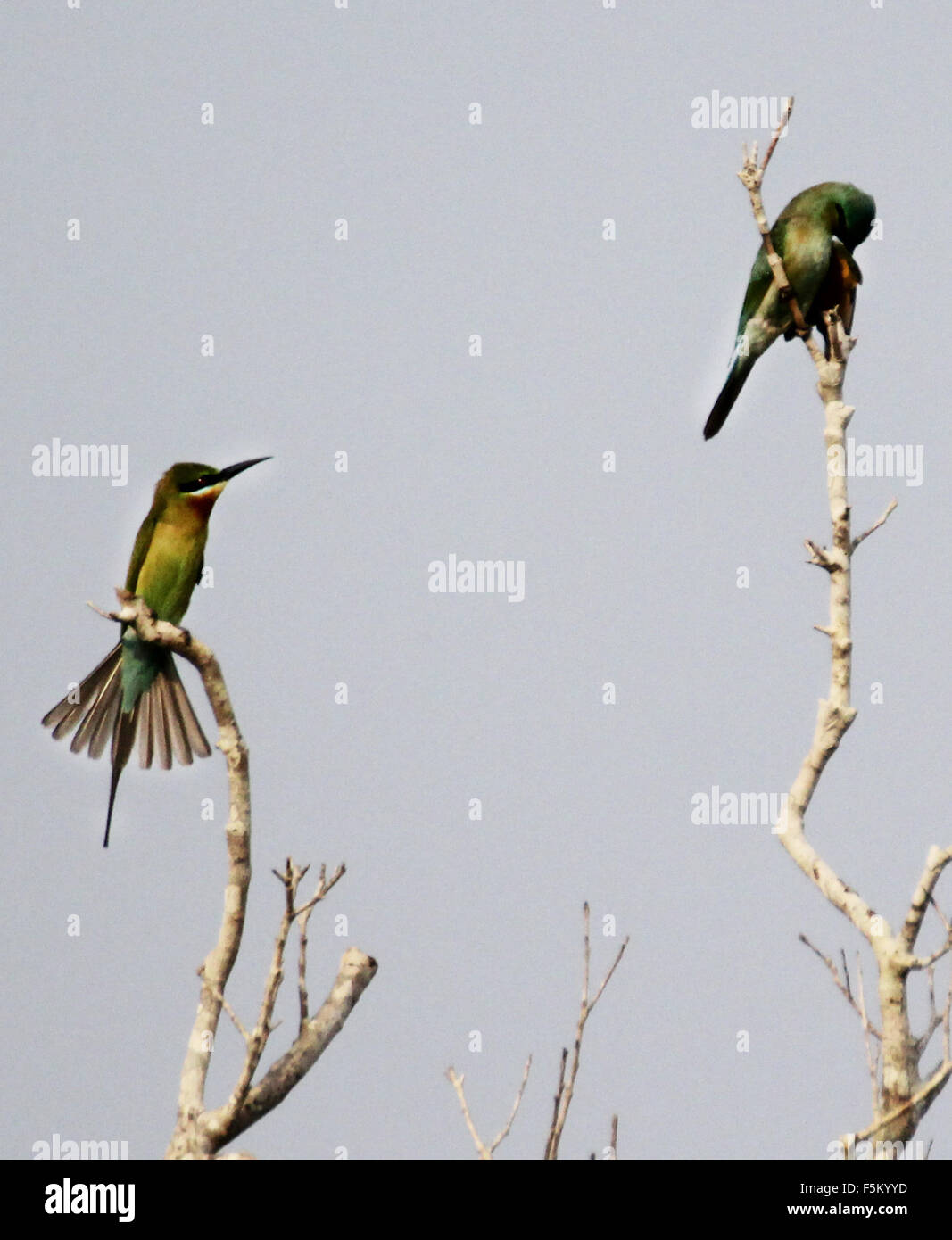 Batam, Riau Islands, Indonesia. 6th Nov, 2015. BINTAN, INDONESIA - NOVEMBER 06: The blue-tailed ...