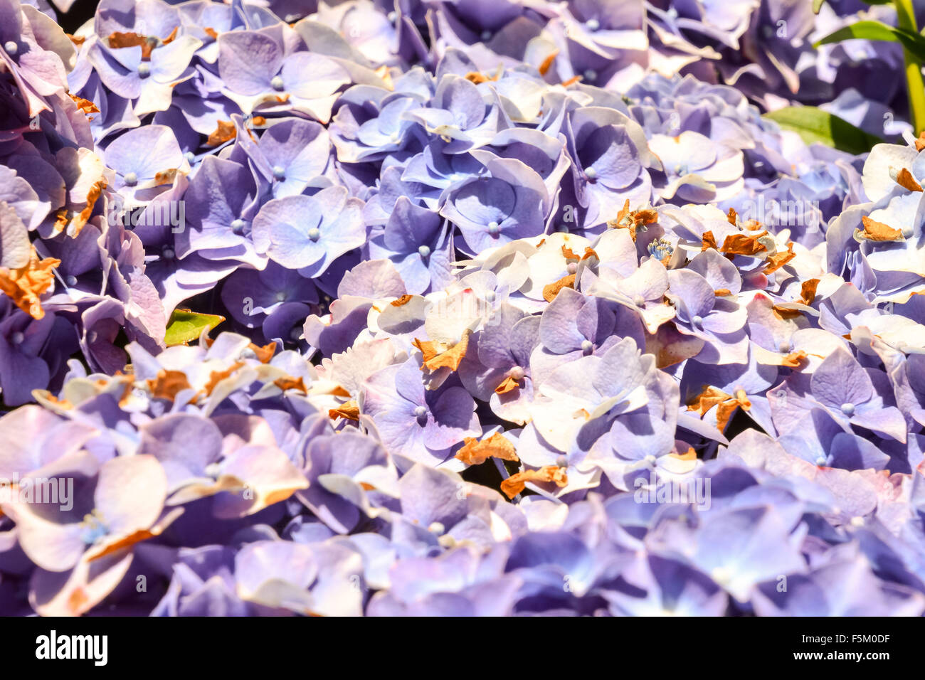 Blooming Flower Background Stock Photo - Alamy