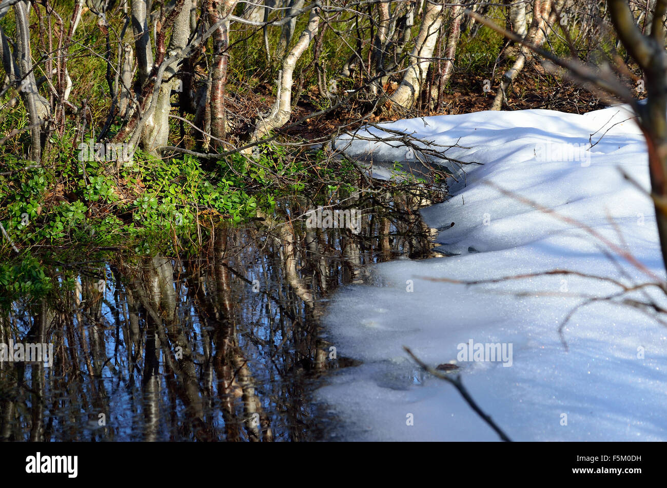 snow melting pond in lush spring forest sunshine Stock Photo - Alamy