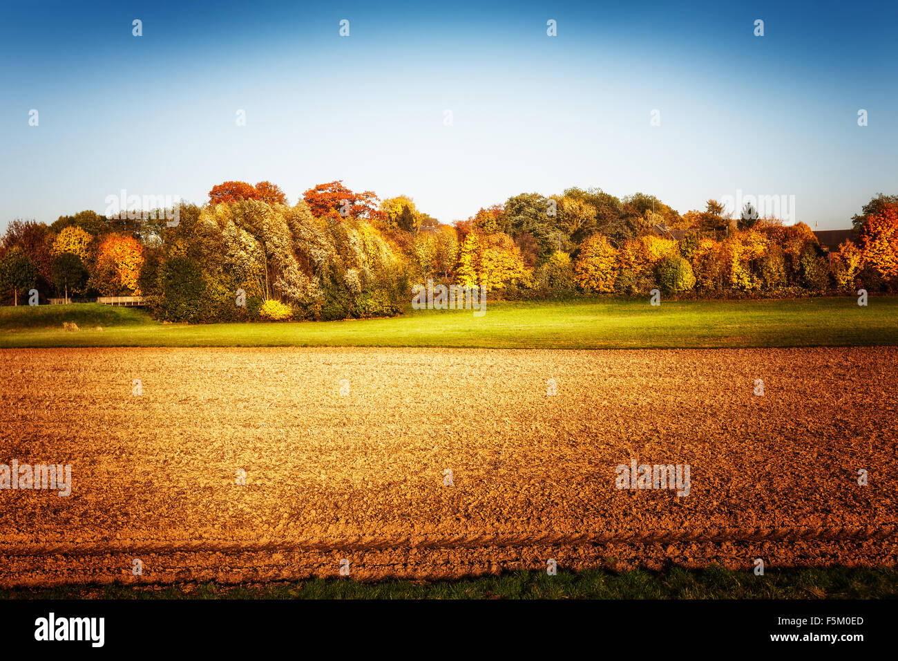 Gold agricultural field with trees and clear sky. Autumn landscape ...