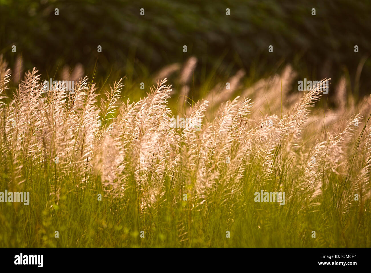 Bengal grass hi-res stock photography and images - Alamy