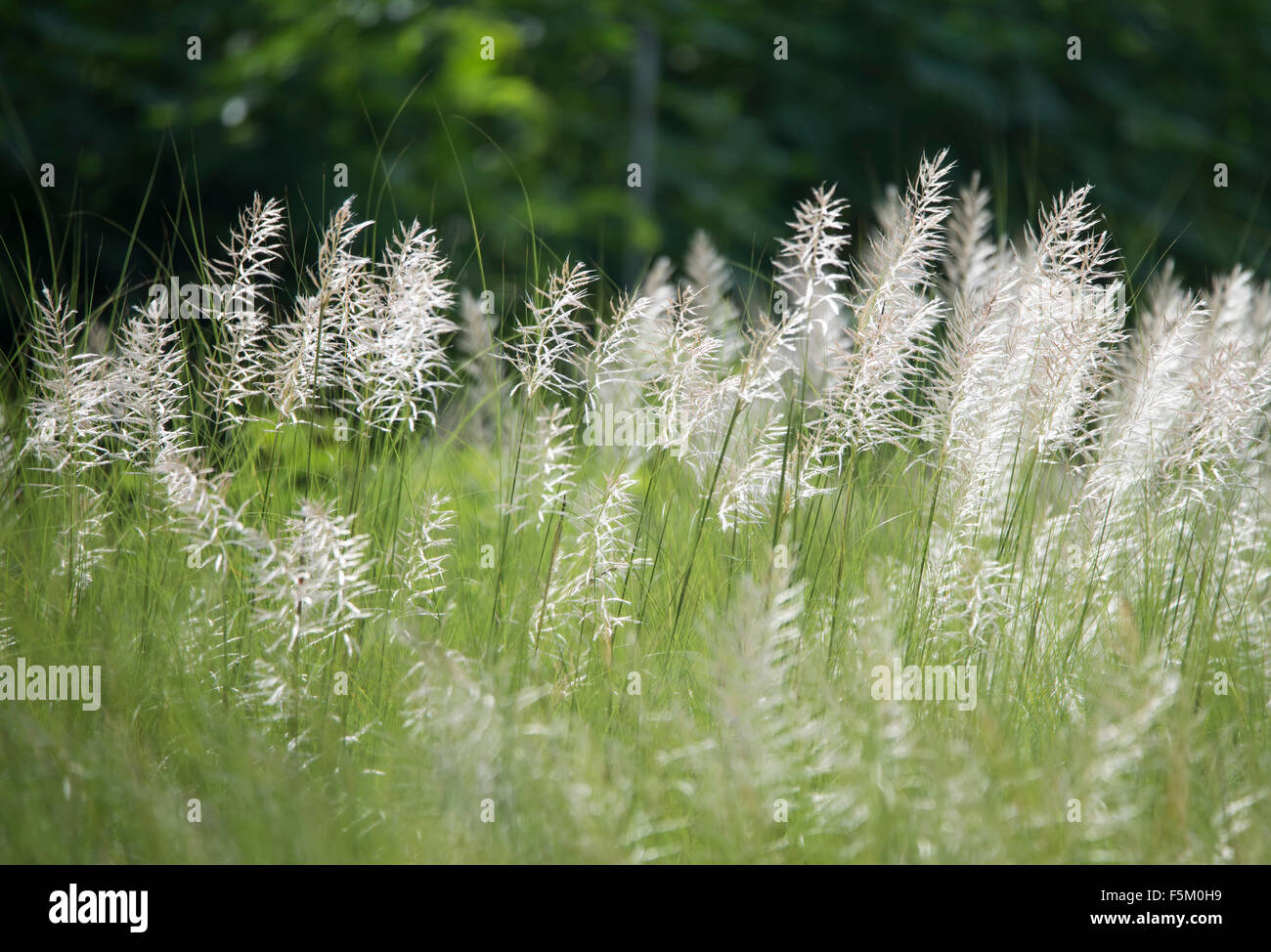 Bloom of tall grass flower, kolkata park, west bengal, india, asia ...