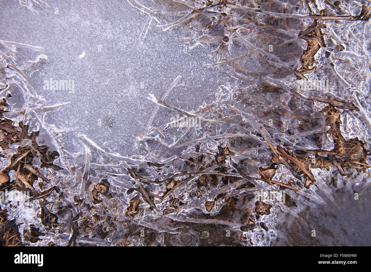 Plants in frozen thin crust of ice Stock Photo - Alamy