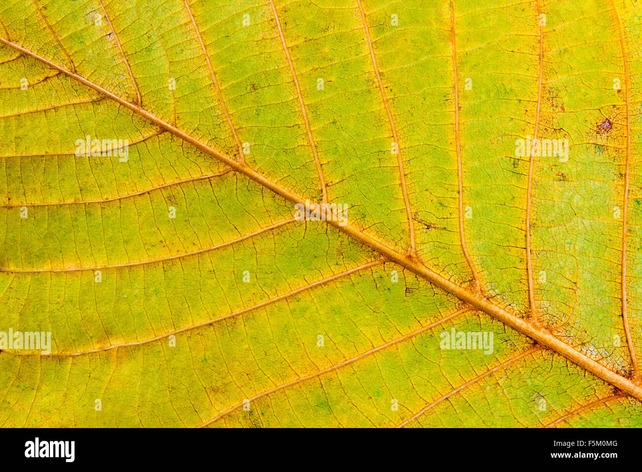 Close up view of autumn walnut tree leaf as background. Autumn walnut ...